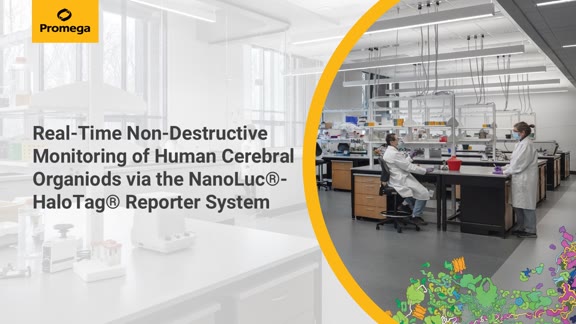 Real-Time Non-Destructive Monitoring of Human Cerebral Organoids via the NanoLuc®-HaloTag ...