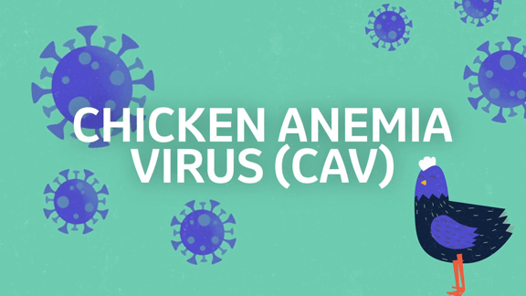 Chicken Anemia Virus Video