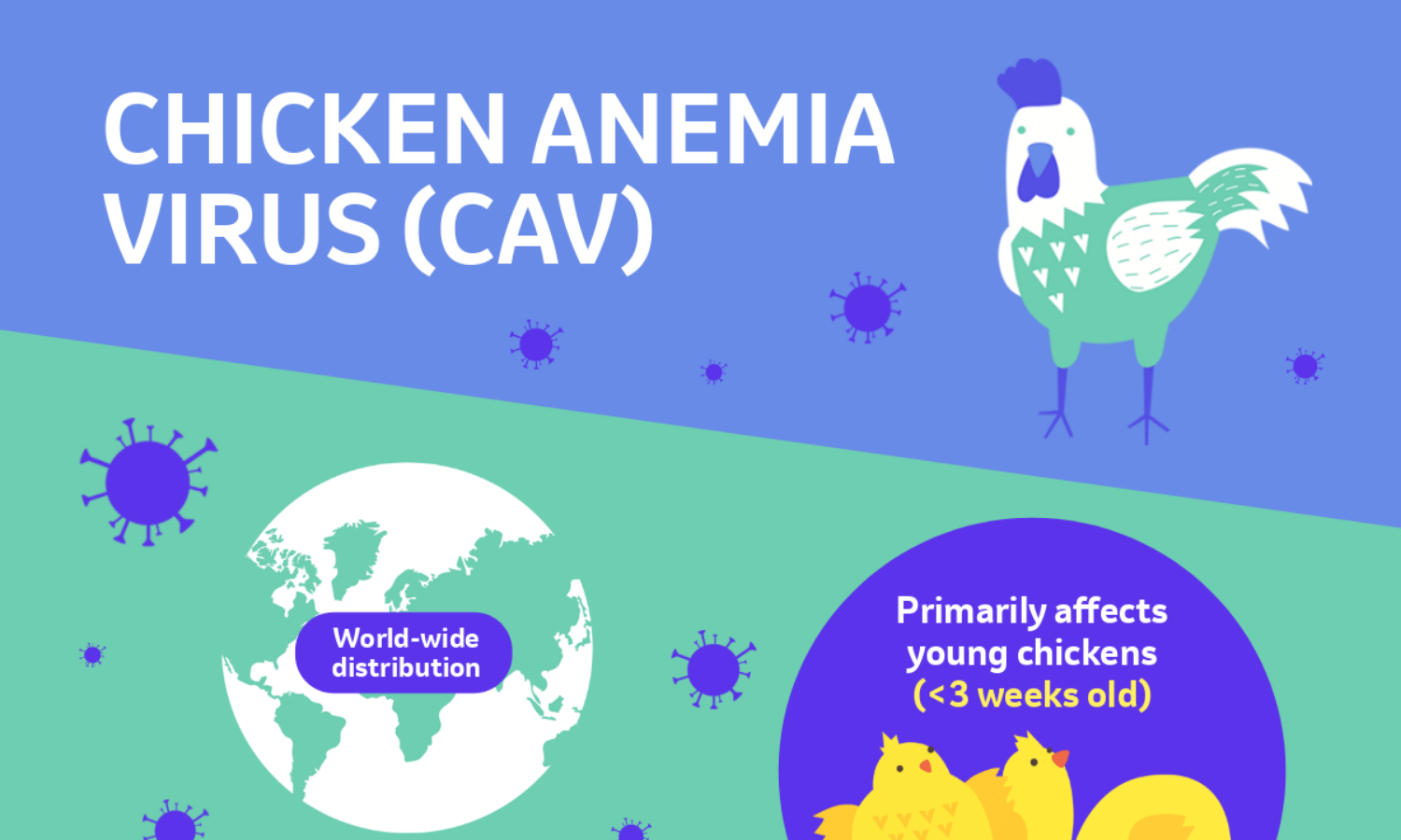 Chicken Anemia Virus Inofgraphic