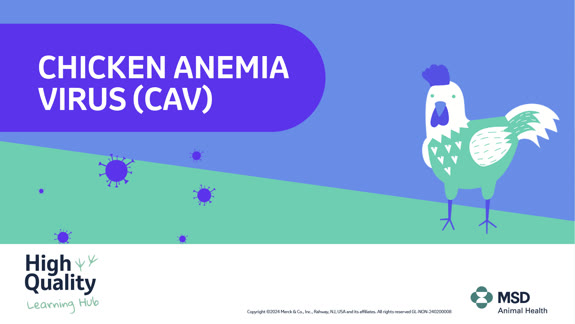 Chicken Anemia Virus brochure