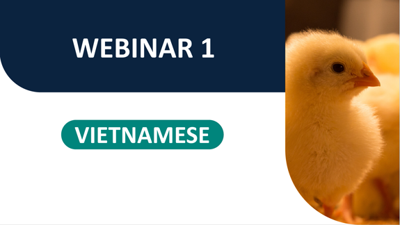 Vietnamese - Hatching good quality chicks: common practices and alternative