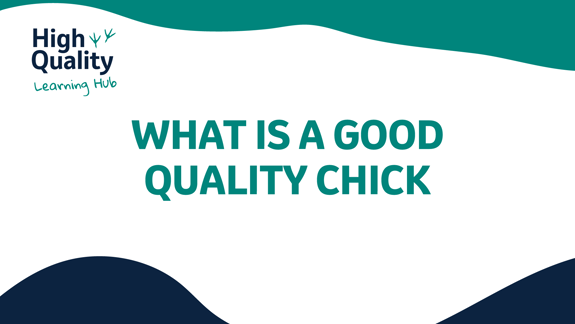 What is a Good Quality Chick?