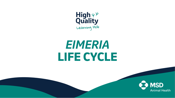 Coccidiosis Series: Eimeria Life Cycle